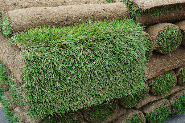 Managing Thatch for a Healthy Lawn or Turf - Duda Sod